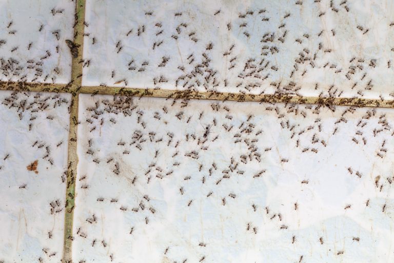 The Long-Term Effects of Ant Infestation - And What You Can Do Now ...